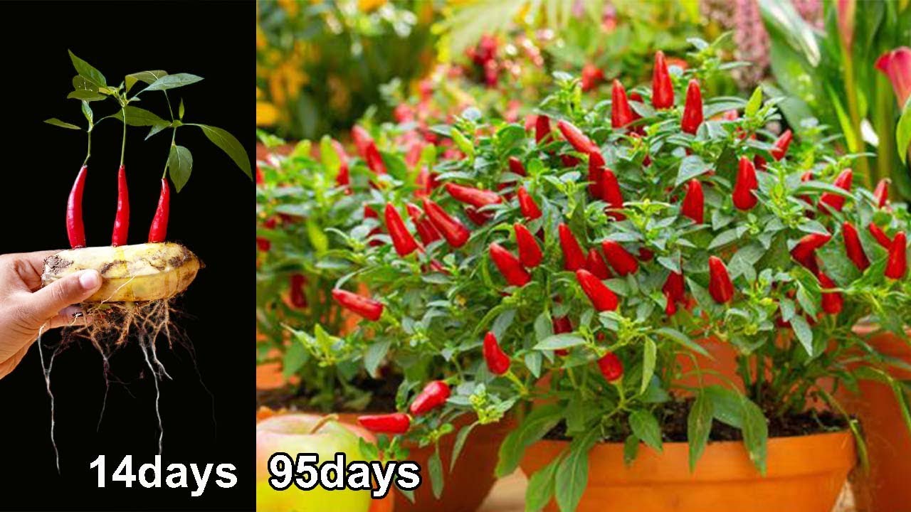 How To Grow Chili At Home (Easy Techniques) | very easy way to grow ...