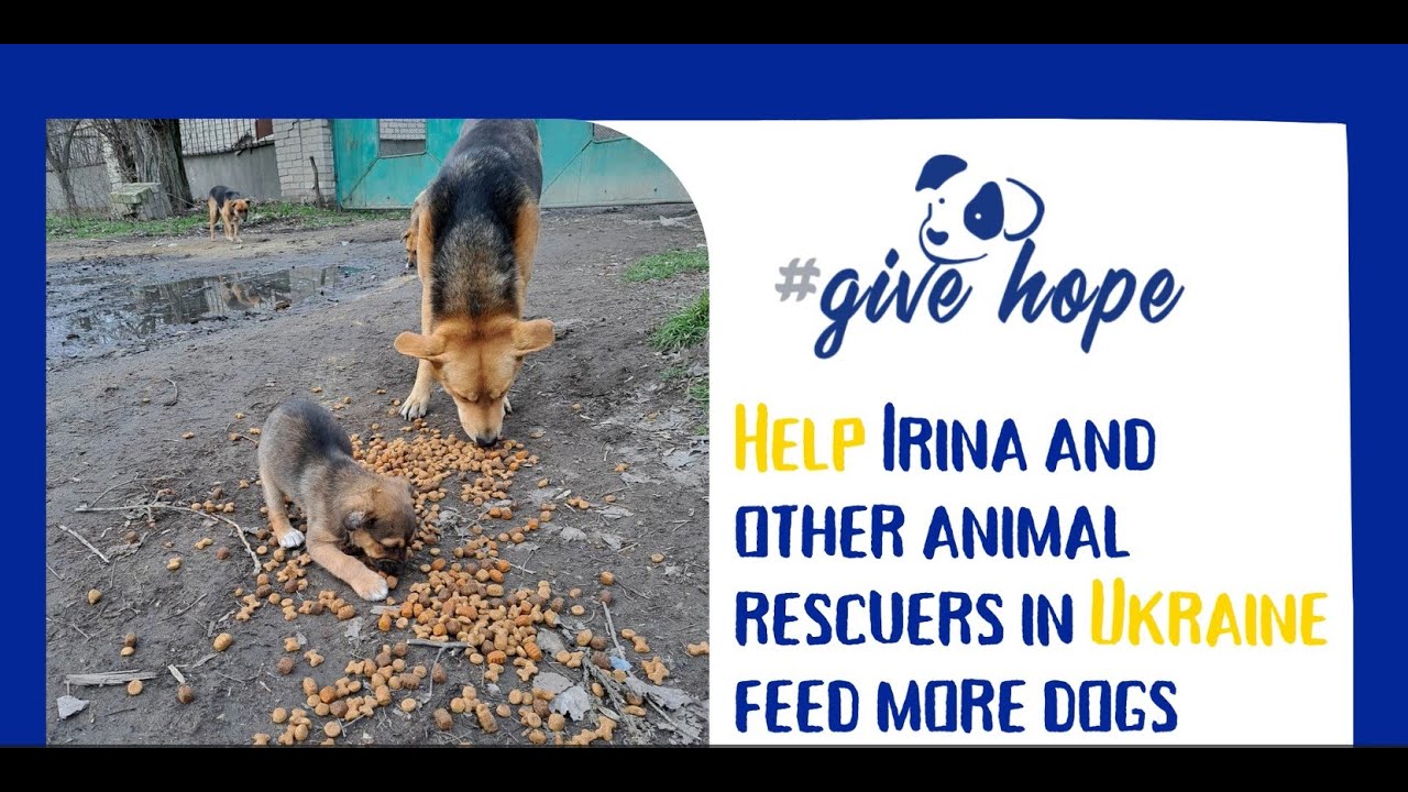 Help Irina and other animal rescuers in Ukraine feed more dogs - YouTube