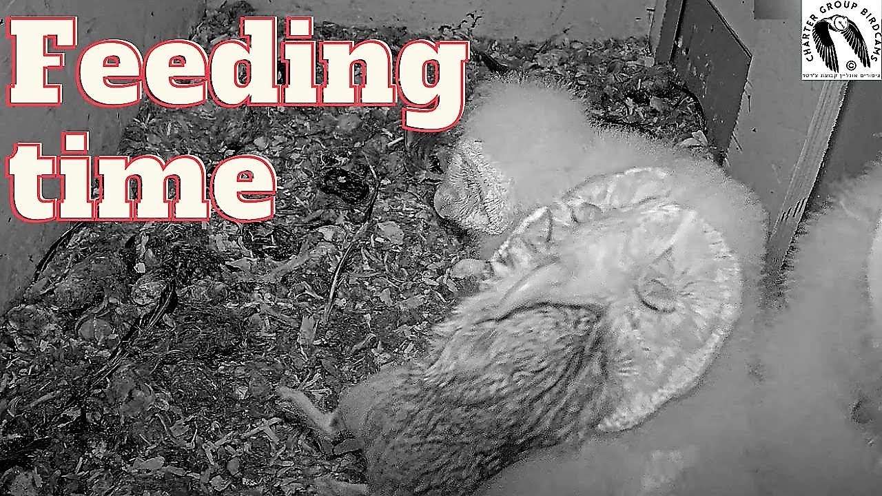 Hungry baby barn owls gobble up large prey in amazing feeding frenzy ...