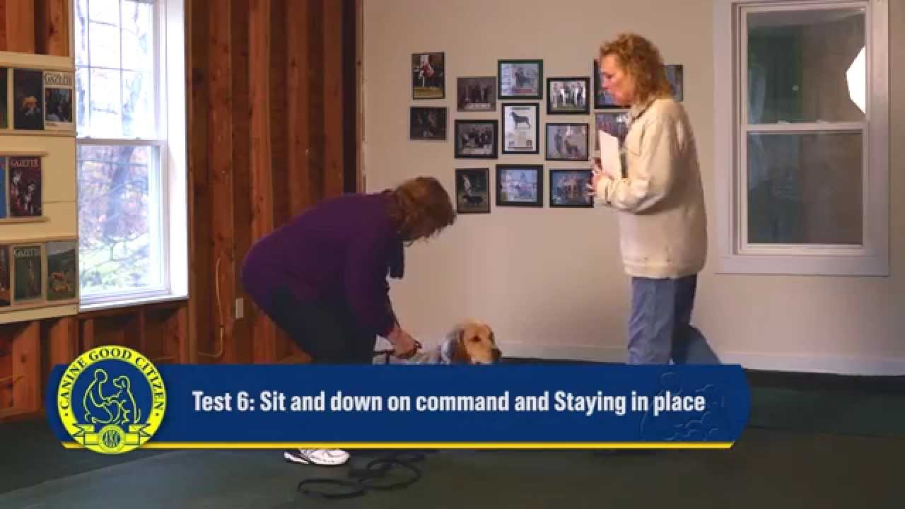 What Does The Canine Good Citizen Test Consist Of