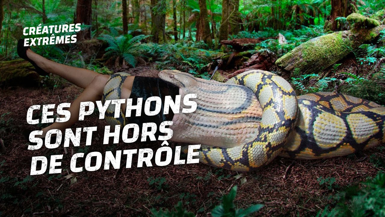 Quand les pythons débarquent - YouTube