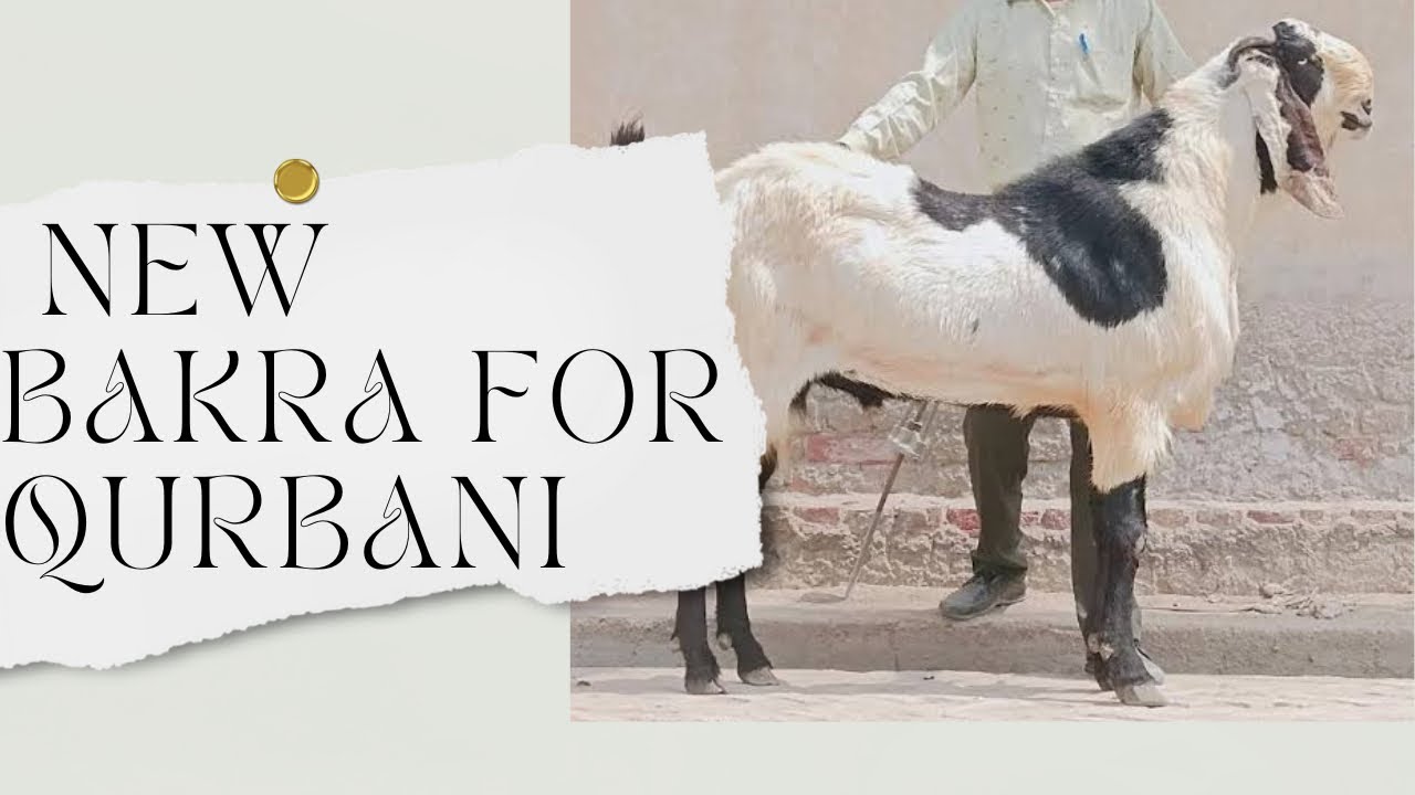 New Bakra for Qurbani 🐏 || EID 🌙 Mubarak || - YouTube