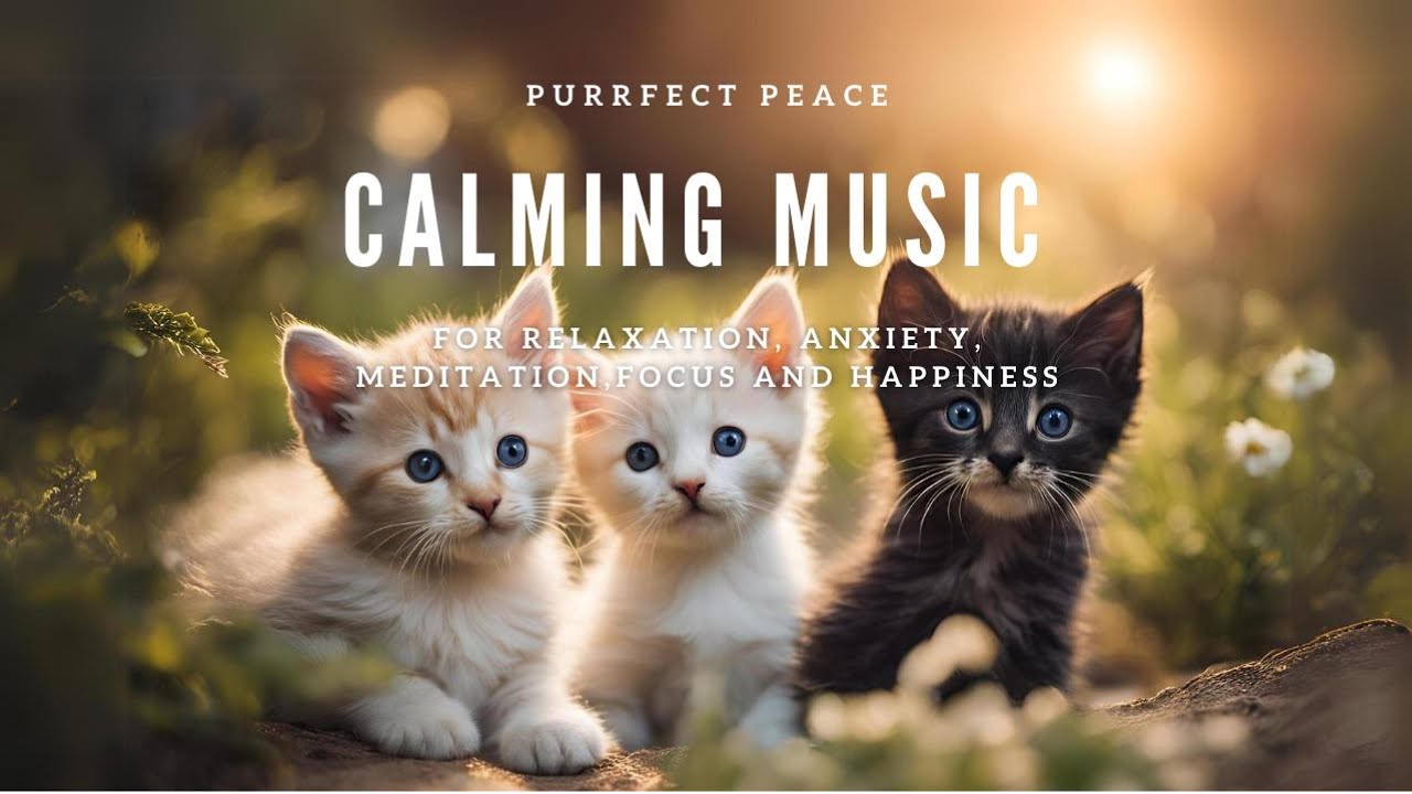 15 Minutes of Adorable Kittens & Calming Music - Pure Relaxation for ...