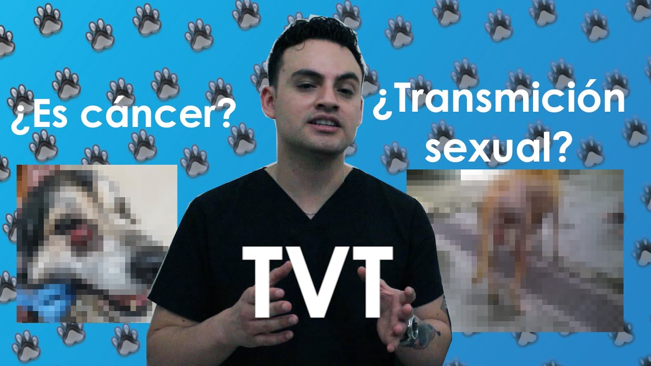 la enfermedad de transmisión sexual de los perros TUMOR VENERIO ...
