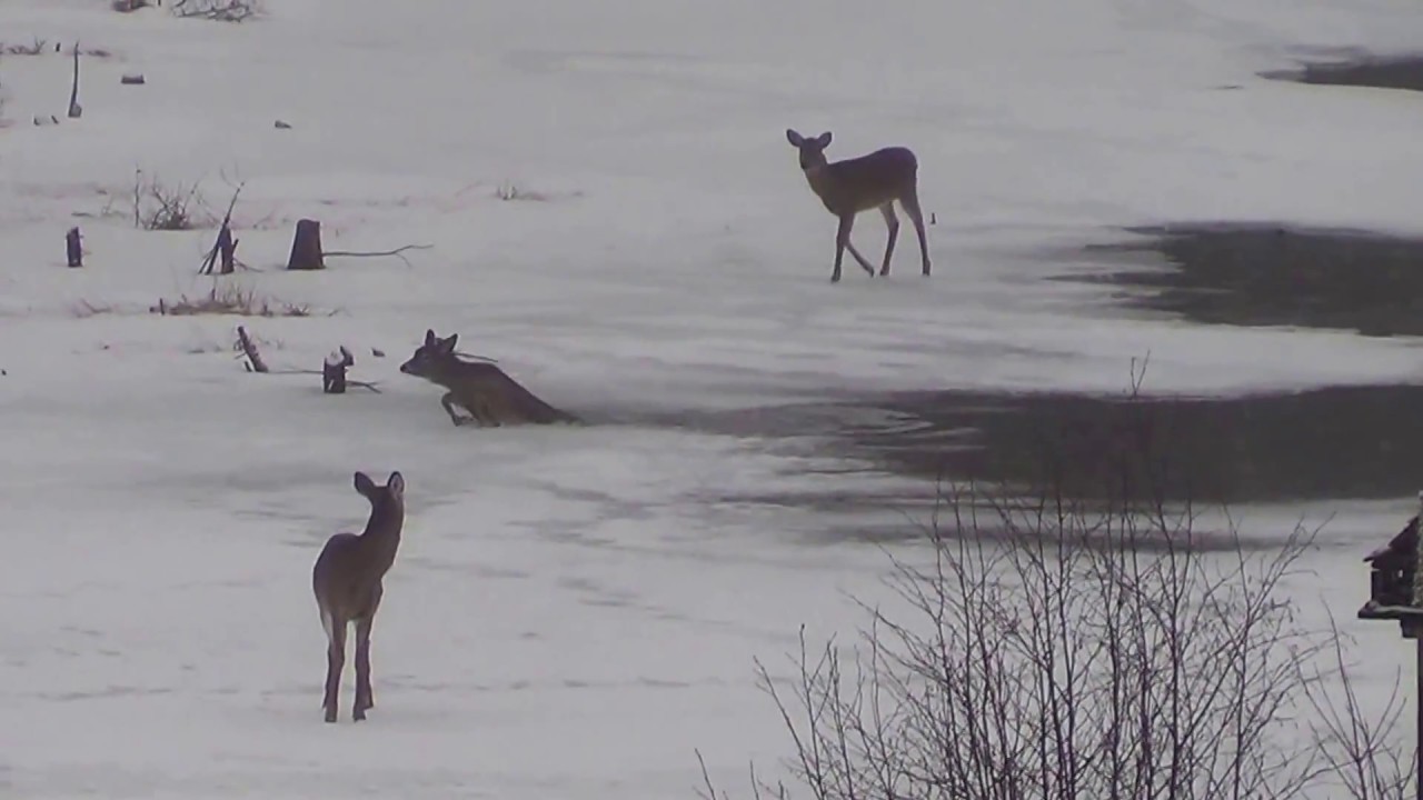 Whitetail deer falls through ice. - YouTube