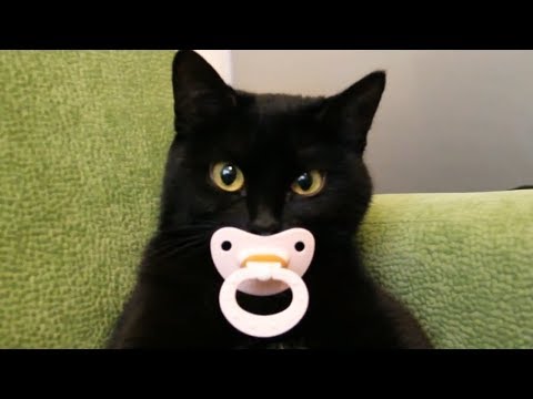 Funny Cats - Funny Cute Kittens Video Vines 2017