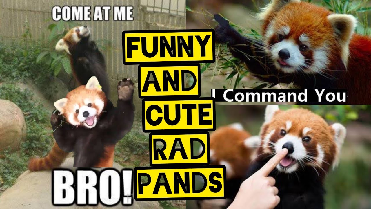 Cute And Funniest Red Panda Videos compilation || Funny red Panda ...