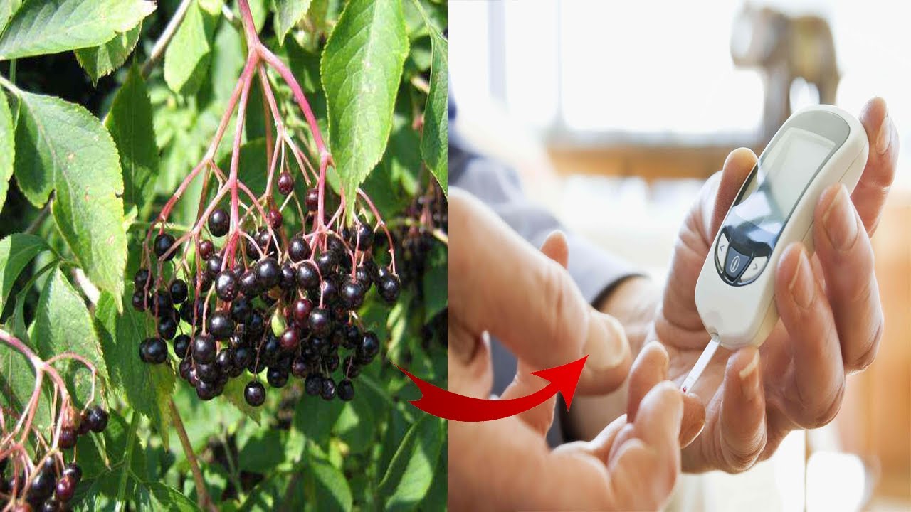 Zbuloni kurën më të mirë me lule shtogu që kuron diabetin në kohë ...