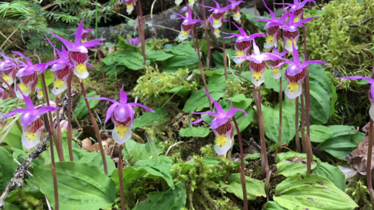 Michigan Natural Features Inventory - YouTube