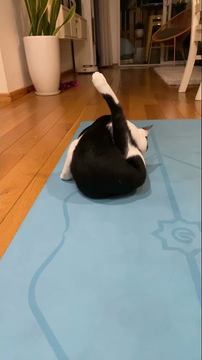 Cat on yoga mats #shorts #cat #yoga - YouTube