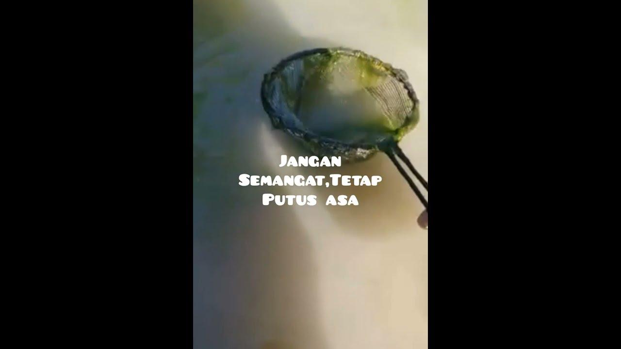 Lumut Sawah - YouTube