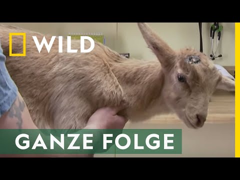 Ziegen-Notfall - Ganze Folge | Der unglaubliche Dr. Pol