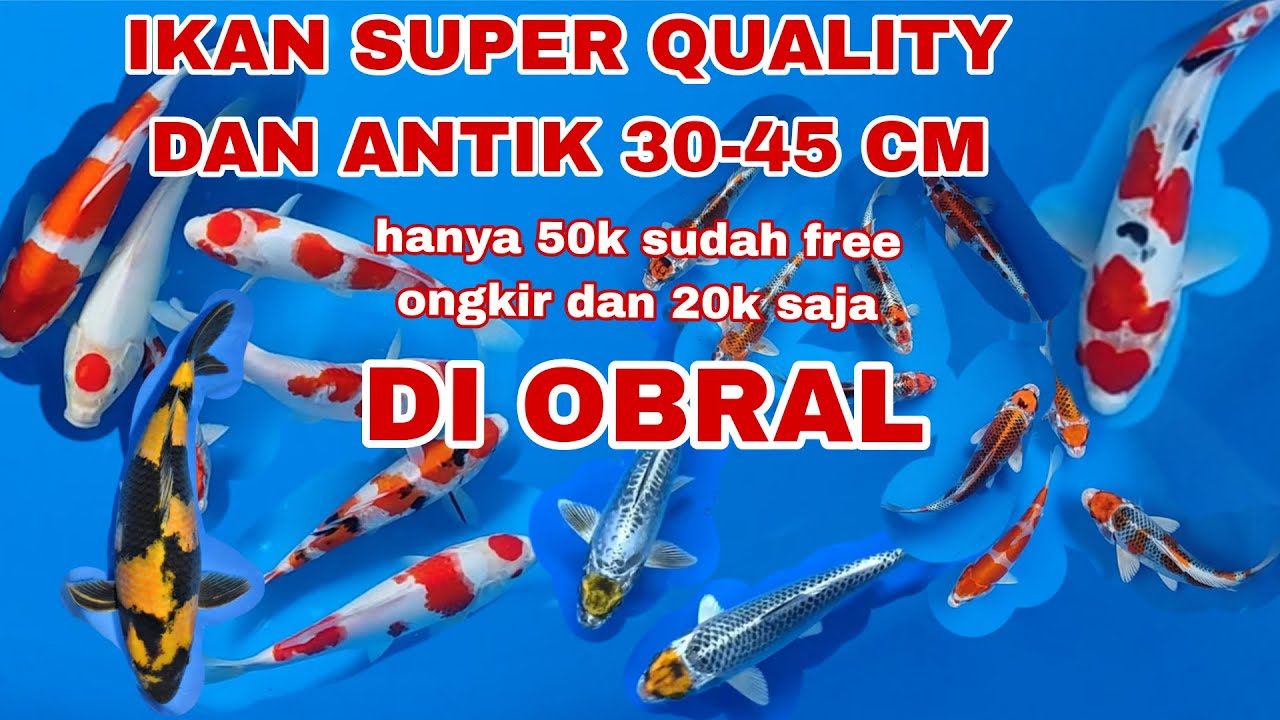 IKAN KOI super QUALITY & ANTIK DI OBRAL HANYA 30-50k saja free ongkir ...