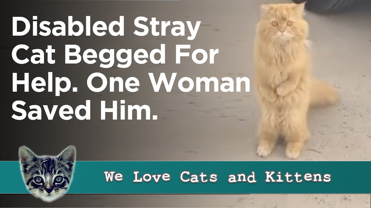 Disabled Stray Cat Begged Passers By For Help. She Saw Him And Came To ...