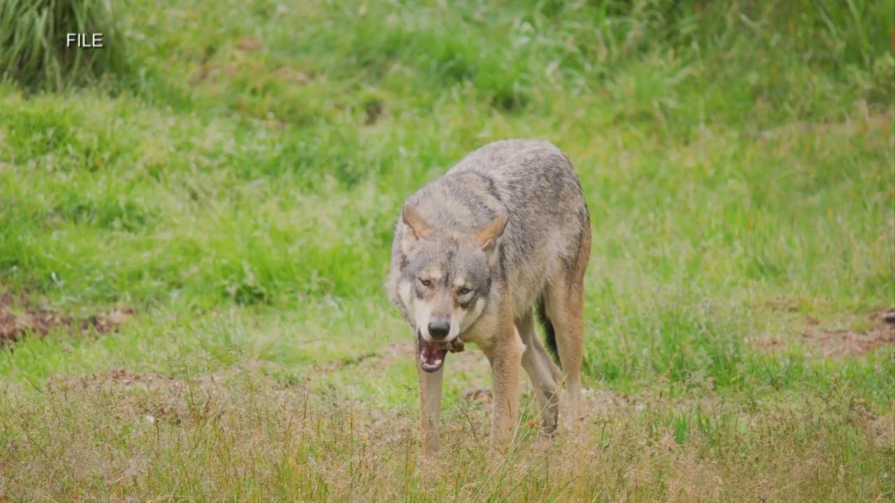 Family grieving loss of dog after wolf attack - YouTube