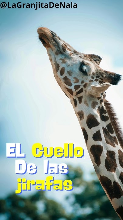 Asi de grande es el cuello de las jirafas 🦒 ️ #jirafa #animal #animales #curiosidades #sabiasque ...