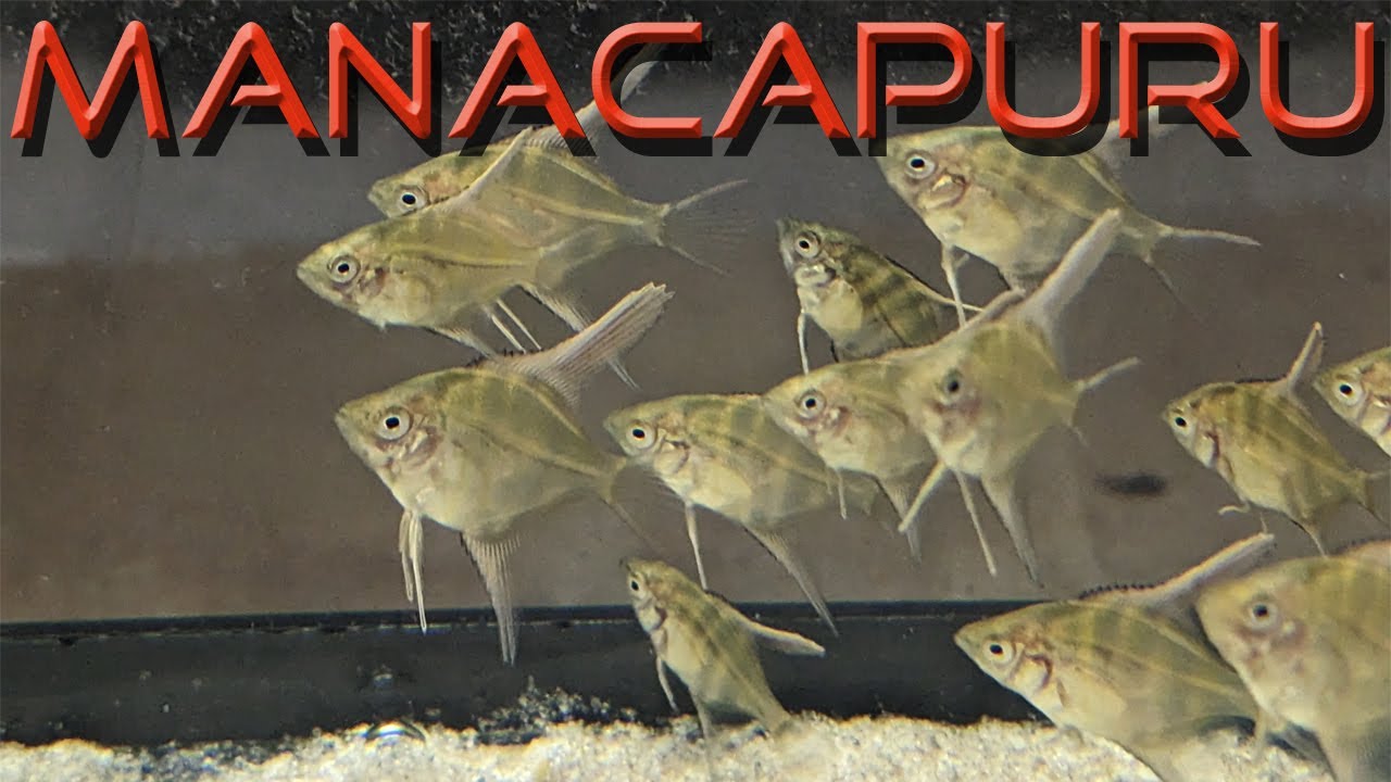RED BACK MANACAPURU ANGEL FRY - YouTube