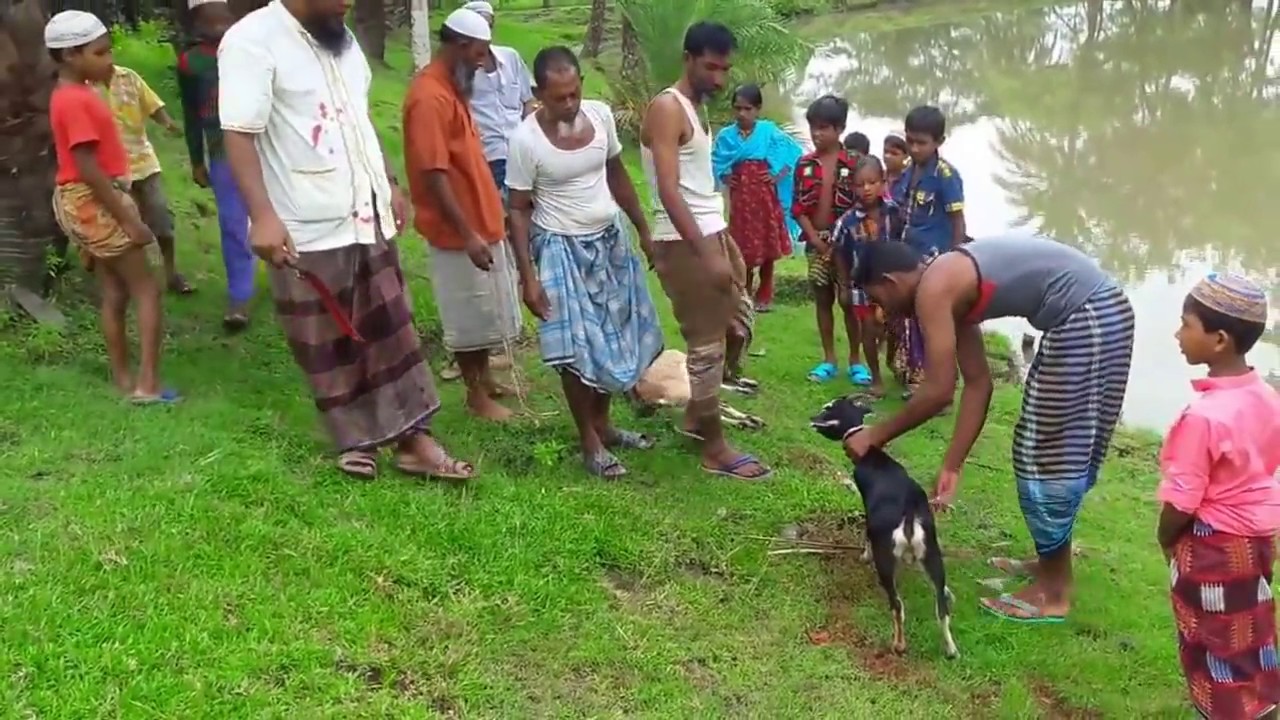 Slaughter Goat with excellent nature. - YouTube