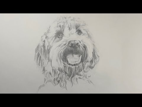 Easy Step-by-Step Guide to Drawing a Labradoodle | Easy and Fun Art ...