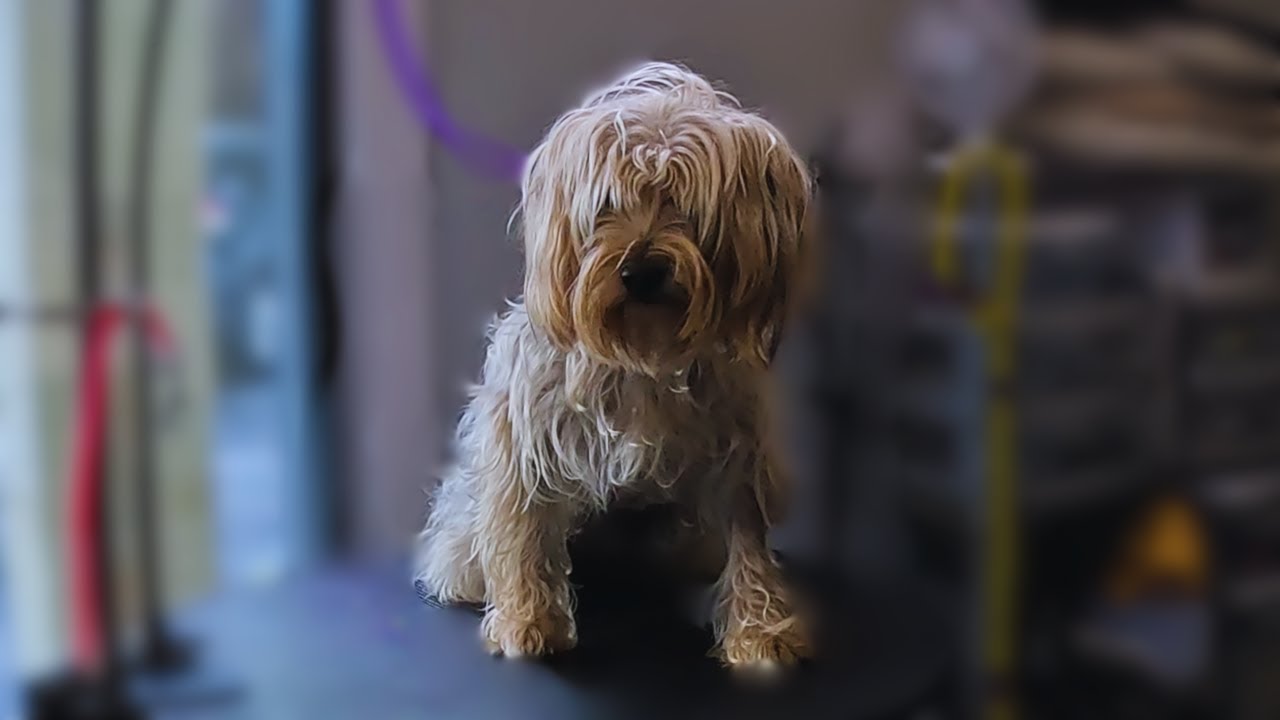 Matted to Magnificent: This Yorkie's Glow-Up Is Unbelievable - YouTube