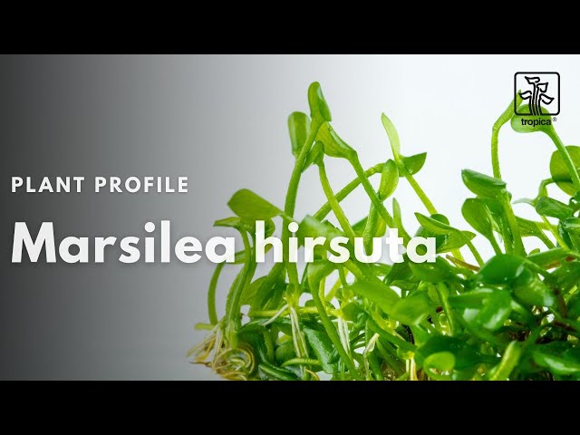 Marsilea hirsuta - Video © Tropica Aquarium Plants | Acquariofilia Consapevole