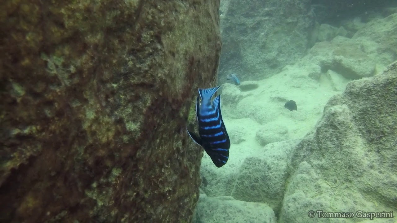 Tropheops sp. 'elongatus mbako' - YouTube