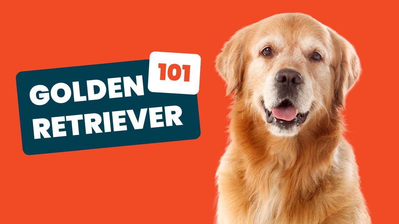 Golden Retriever 101: Everything You Need to Know! - YouTube