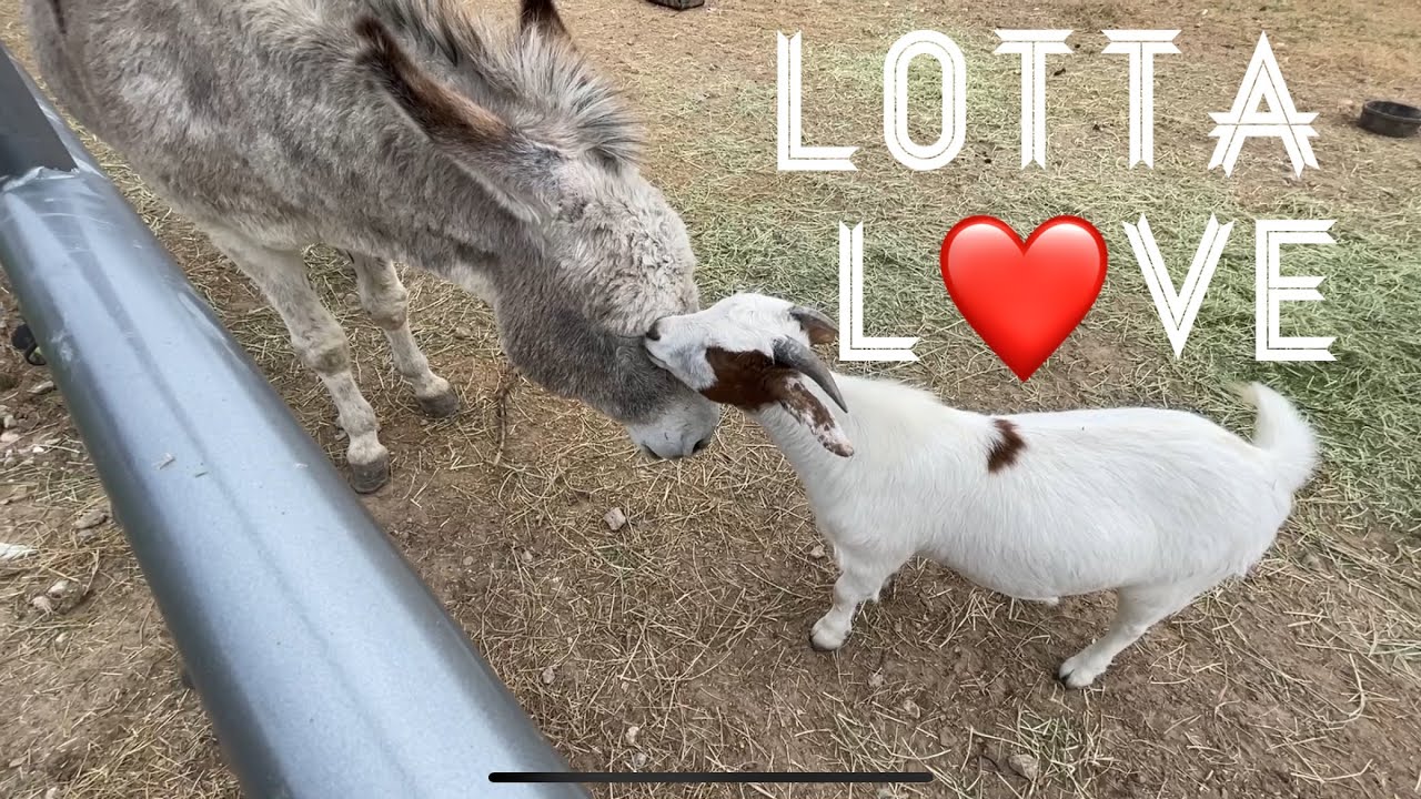 Remarkable Moment: Goat Wipes Donkey’s Tears Away - YouTube