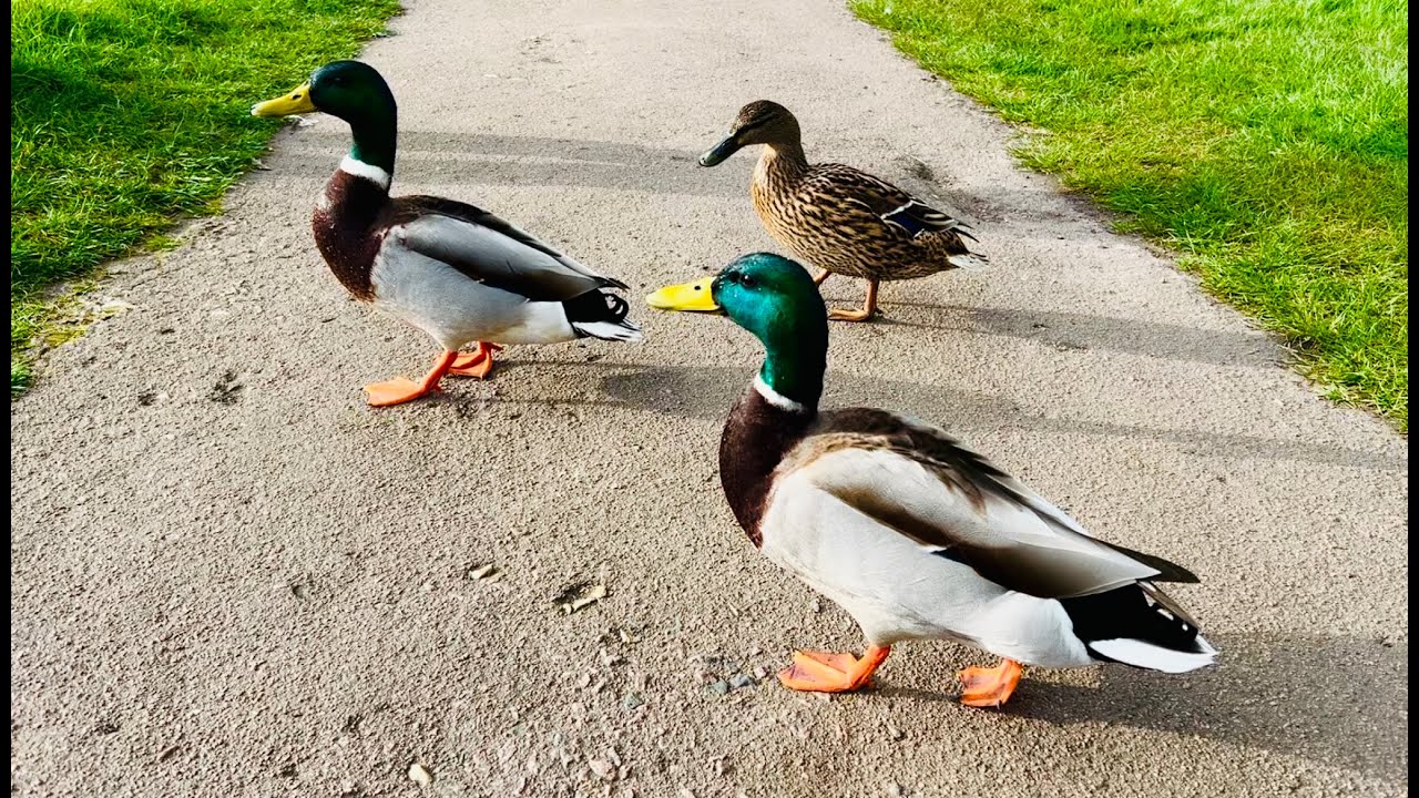 Mallard Ducks Quacking and Walking | Duck Sounds | Cambridge - YouTube