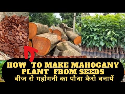 how to Make Mahogany from seeds / इस पौधे से कमाए करोड़ों / Mahogany ...