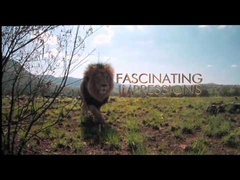 Safari Macerası / African Safari Fragman