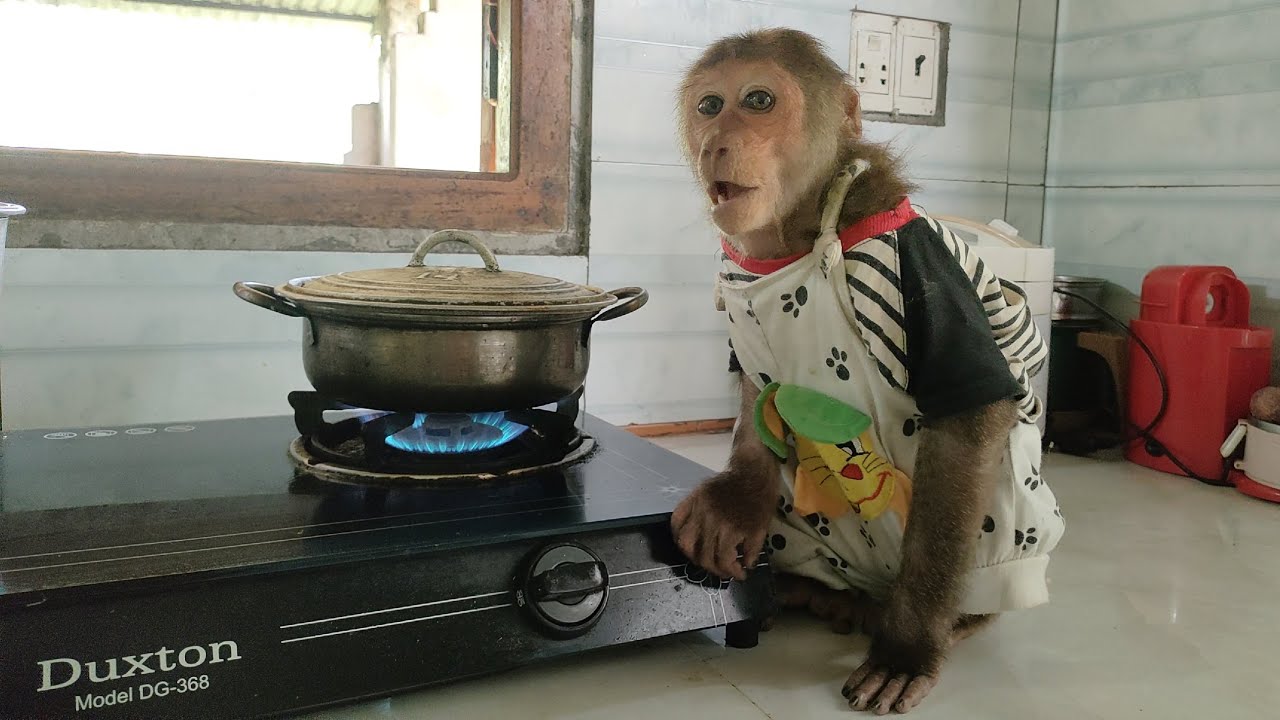 Baby Monkey Kuku helps Mom boil potatoes - YouTube