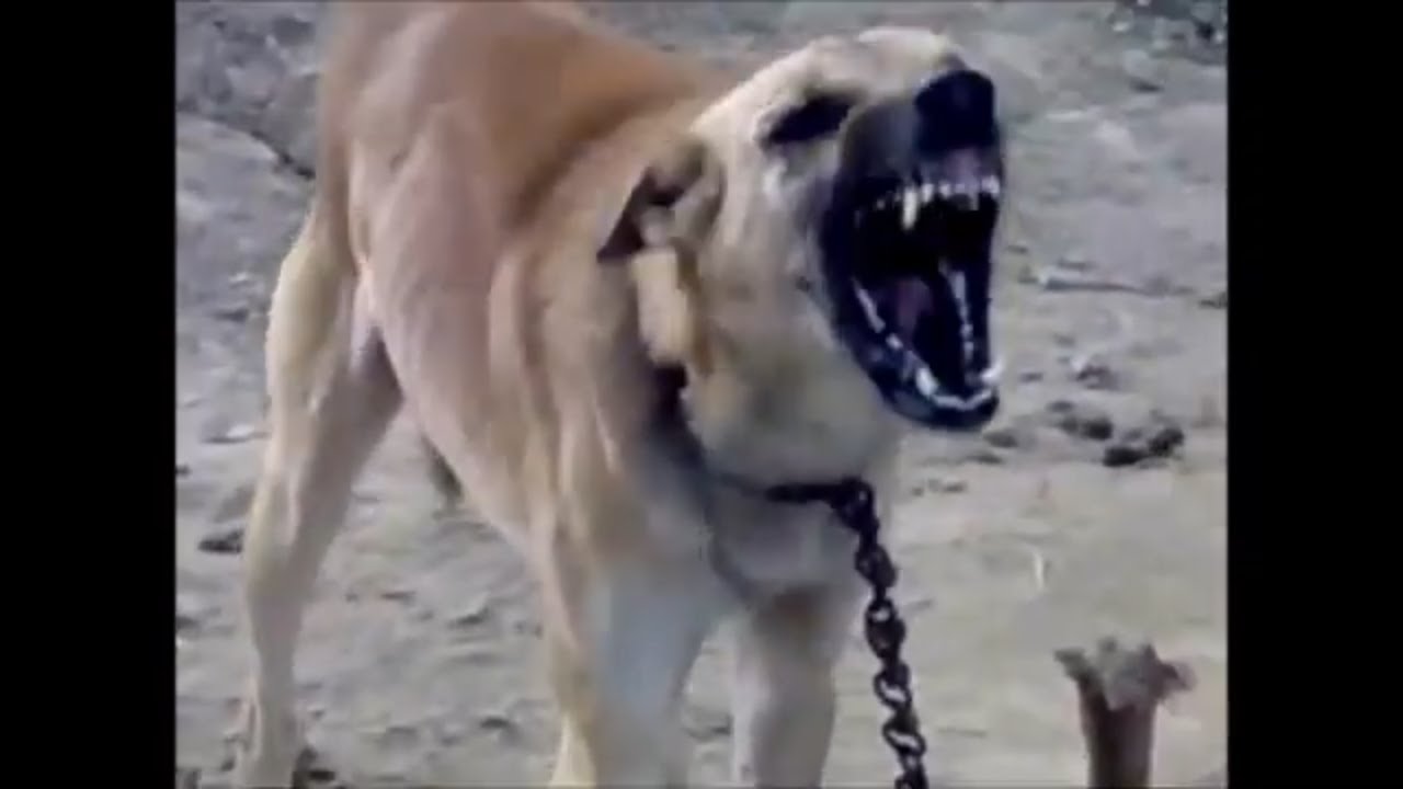 Cani arrabbiati che abbaiano compilation | Cane cattivo arrabbiato ...