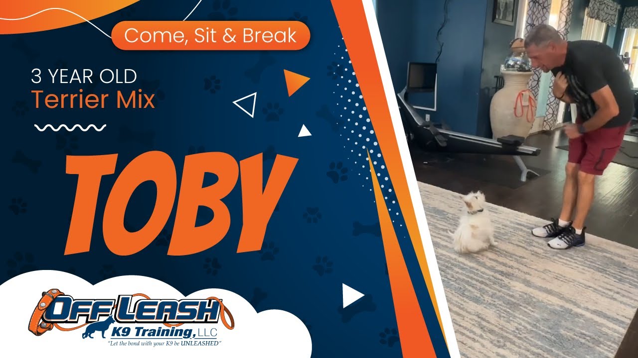 Toby ~ 3yo Terrier Mix ~ Best Terrier Mix Trainers ~ Off Leash K9 ...