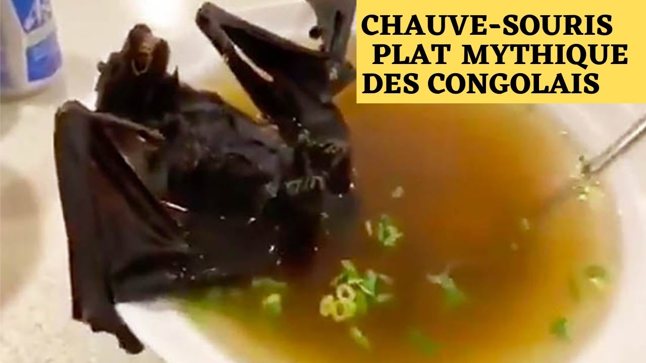 COMMENTPRÉPARER LE CHAUVE-SOURIS - YouTube