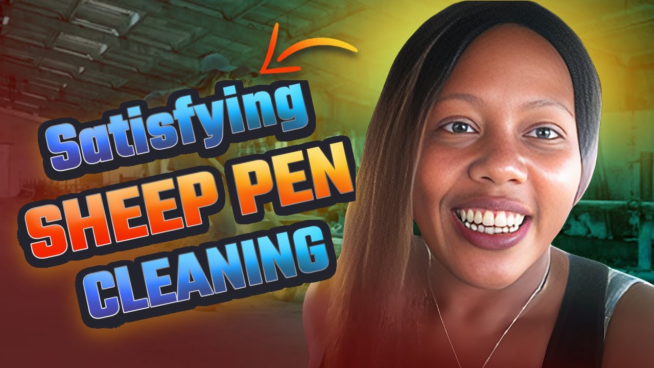 Satisfying Sheep Pen Cleaning After Rain | Rainy Day Sheep Pen Cleaning ...
