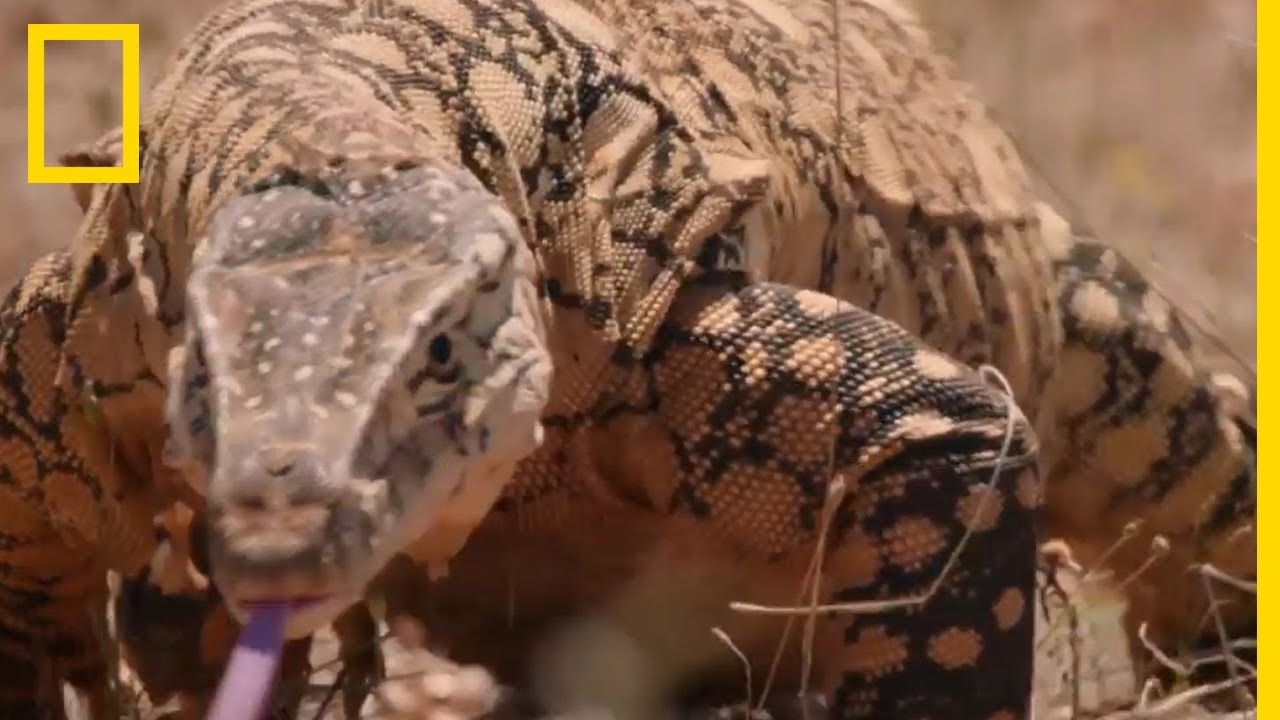 Le varan perenti, un super-prédateur - YouTube