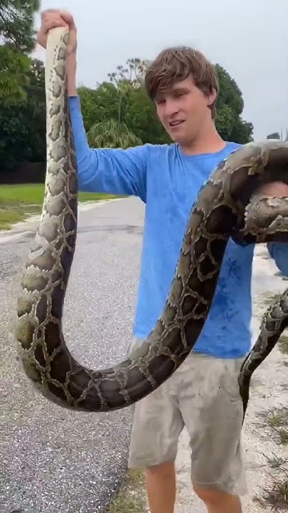 Giant Burmese Python Climbs Tree 🐍🐍🐍 #burmesepython #shorts - YouTube