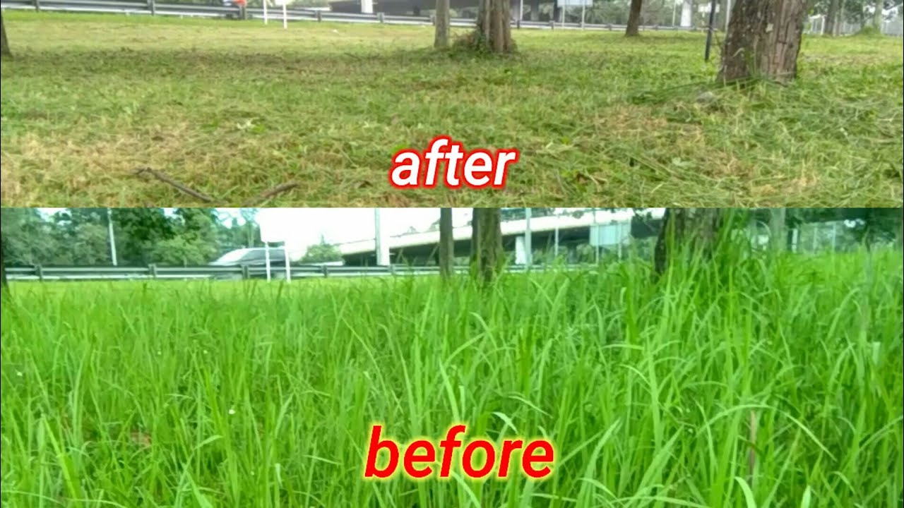 MESIN RUMPUT LALANG DI SEKELILING POKOK @channel qu - YouTube