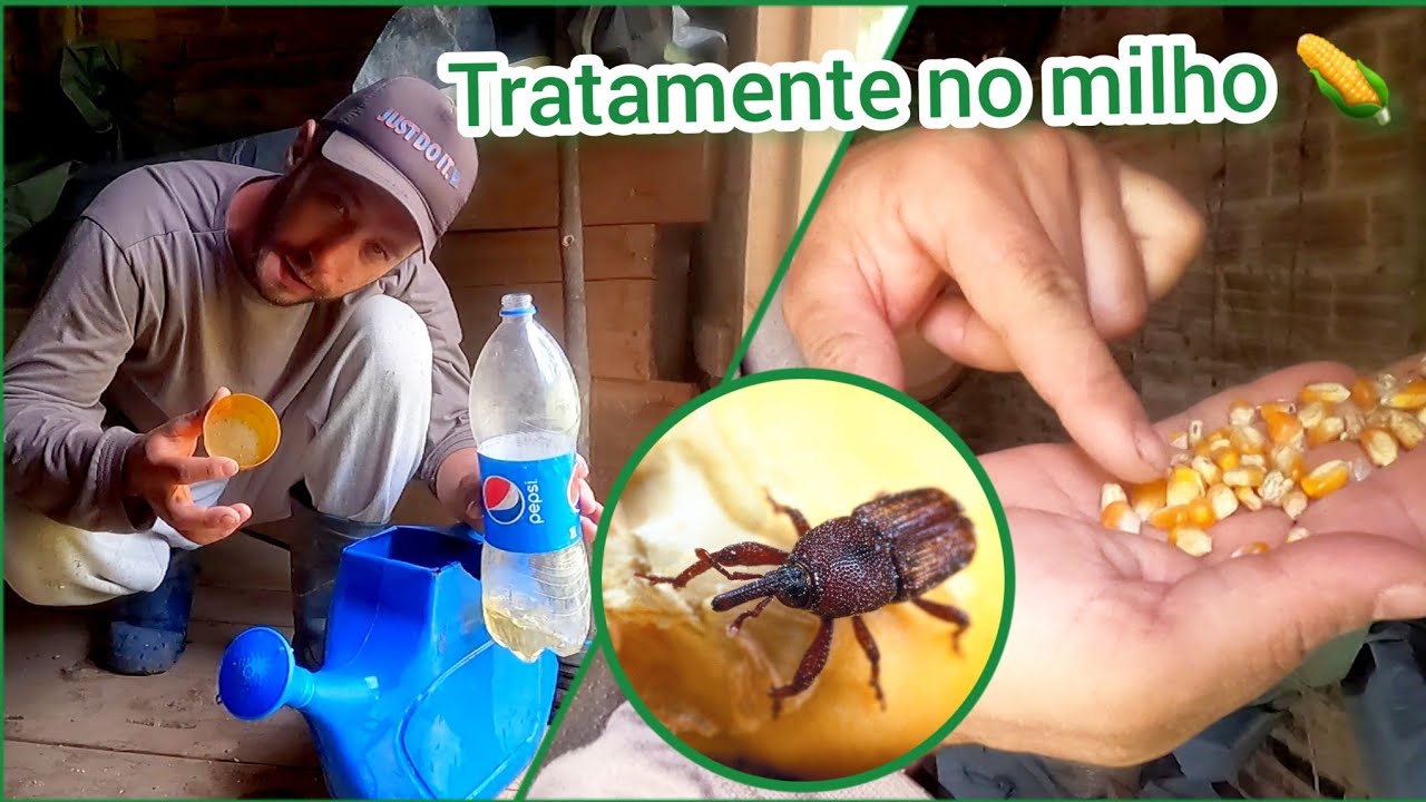 COMO ACABAR COM OS CARUNCHOS (GORGULHOS)NO MILHO 🌽. - YouTube