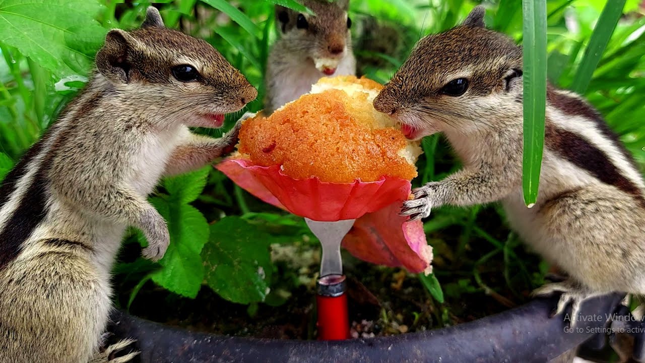 Squirrels Taste Cake for The First Time !!! Viral Squirrel Video - YouTube