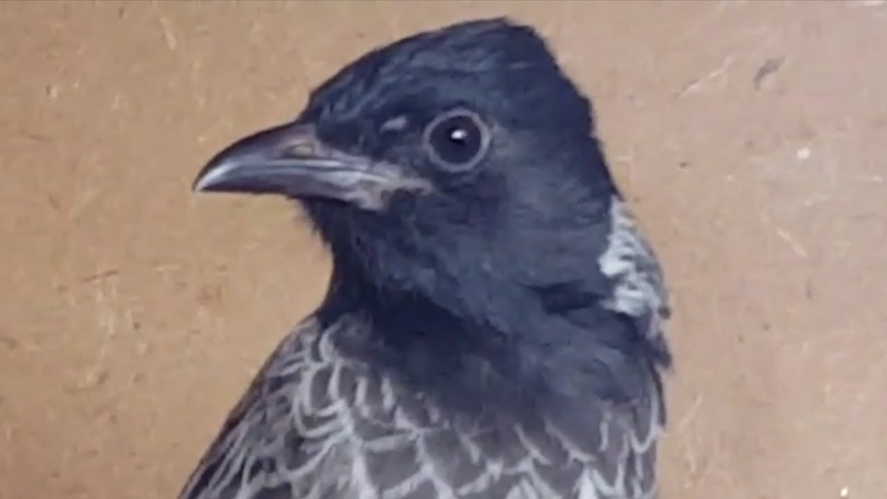 محمية البلابل تشهد ولادة جديدة .. Red vented Bulbul & Iraqi Bulbul ...