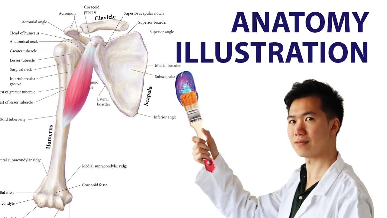 LIVE: Muscle Illustration - Frank Netter style - YouTube