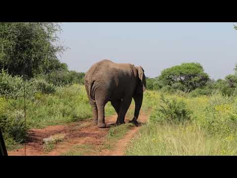 Day in the Life of a Wild Elephant in South Africa