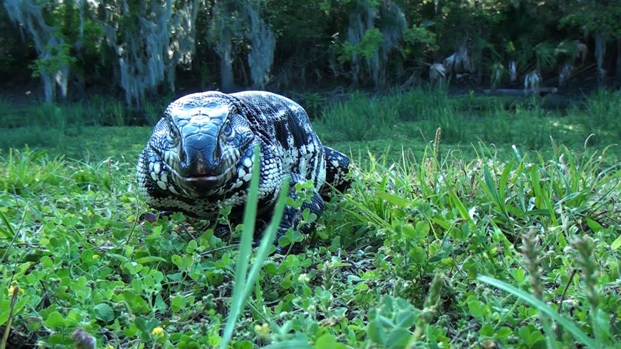 UF/IFAS Research - Invasive Tegu - YouTube