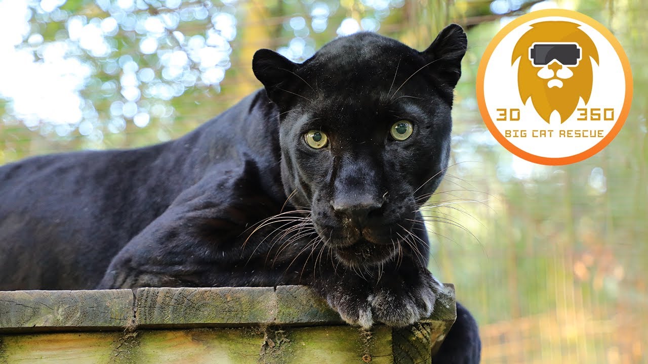 Beautiful Black Leopard in 3D 180VR! - YouTube