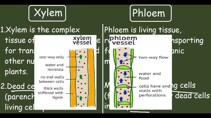 Xylem And Phloem For Kids