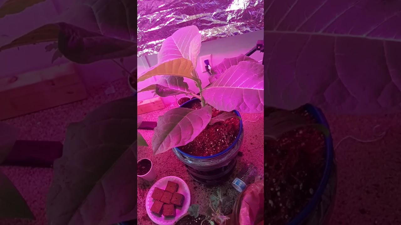 Growing Tobacco indoors and tips for healthier plants - YouTube
