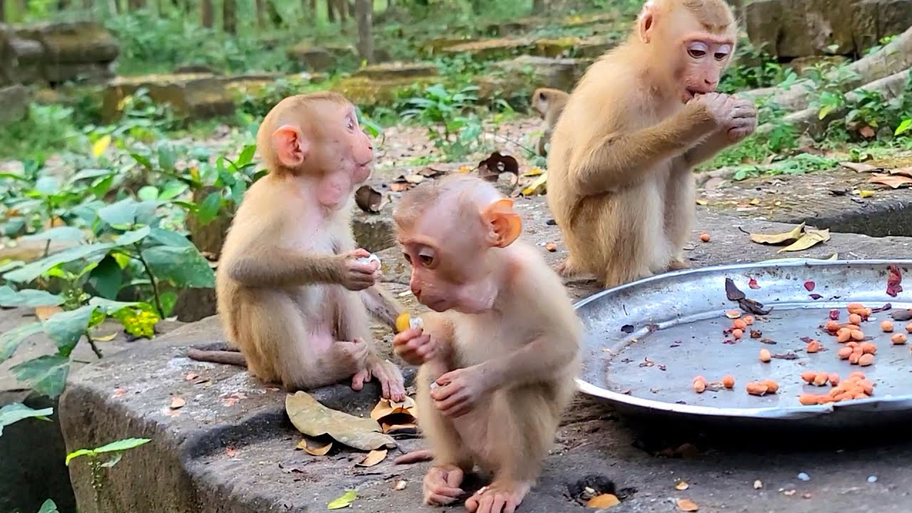 Poor monkeys Nori Angela Ashly & others enjoy dinner on 17/jan - YouTube