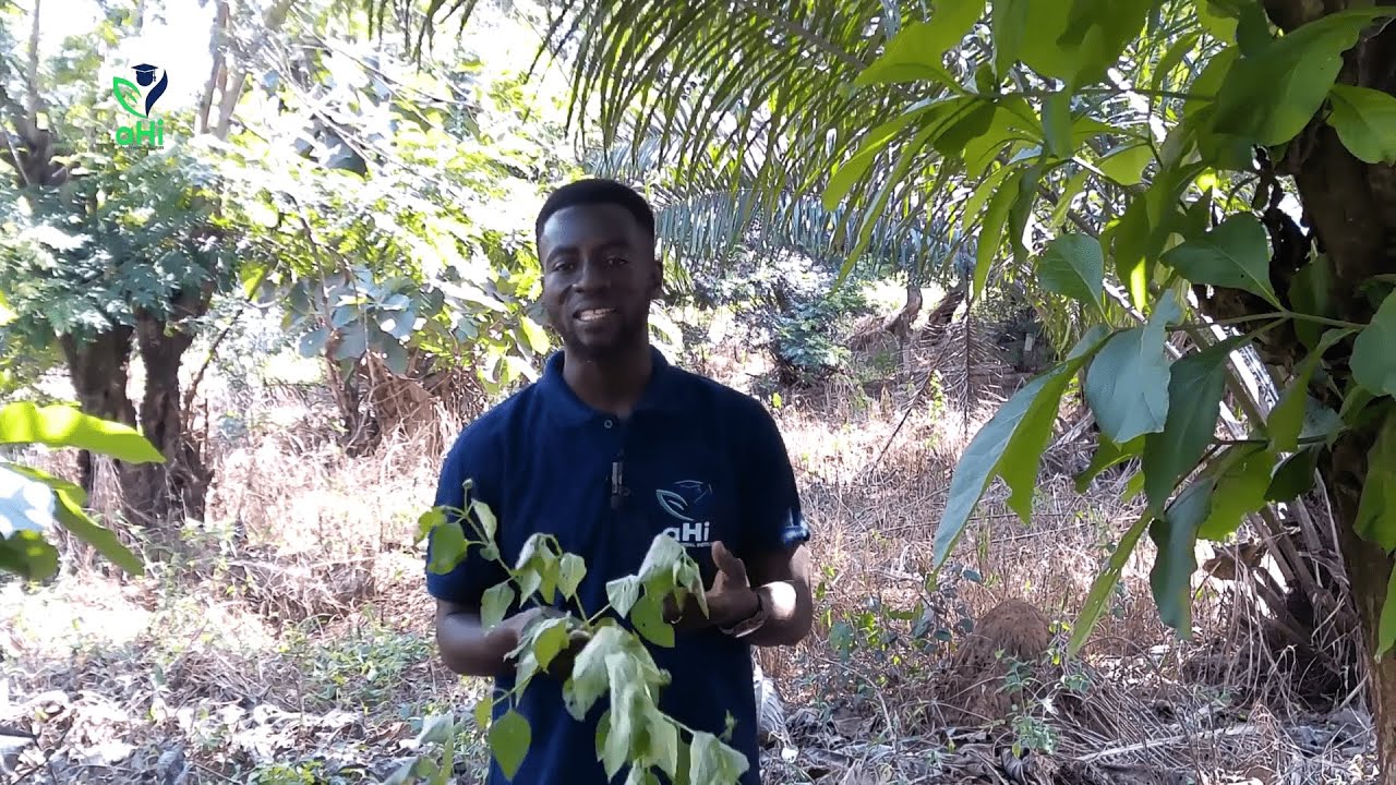 YOU WON’T BELIEVE WHAT ANANSE DOKUNU CAN DO | PROPHET ANDREWS OPOKU ...